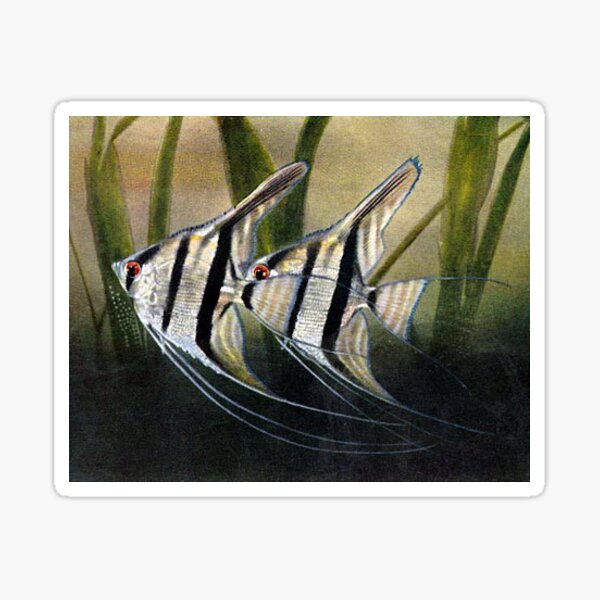 "Angel Fish" Sticker for Sale by elsonco | Redbubble