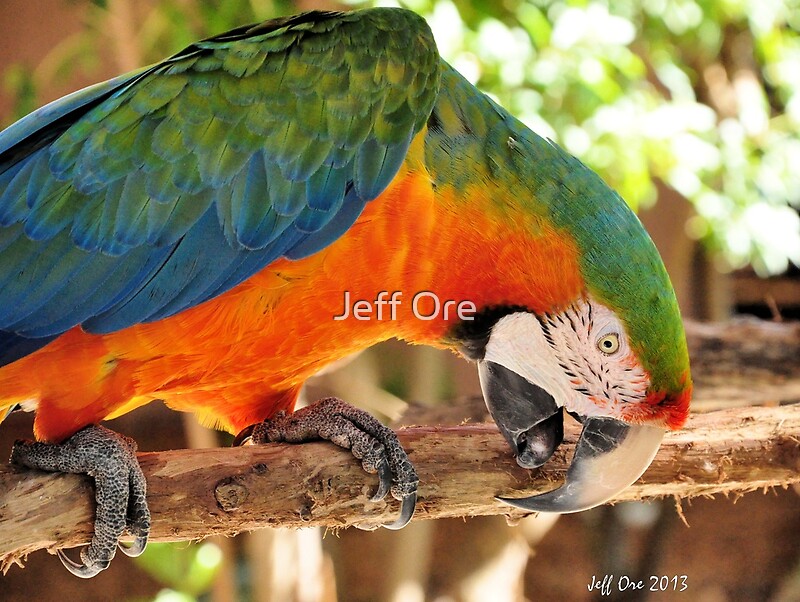 "Catalina Macaw" by Jeff Ore | Redbubble