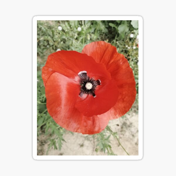 "Poppy" Sticker for Sale by Gllam | Redbubble