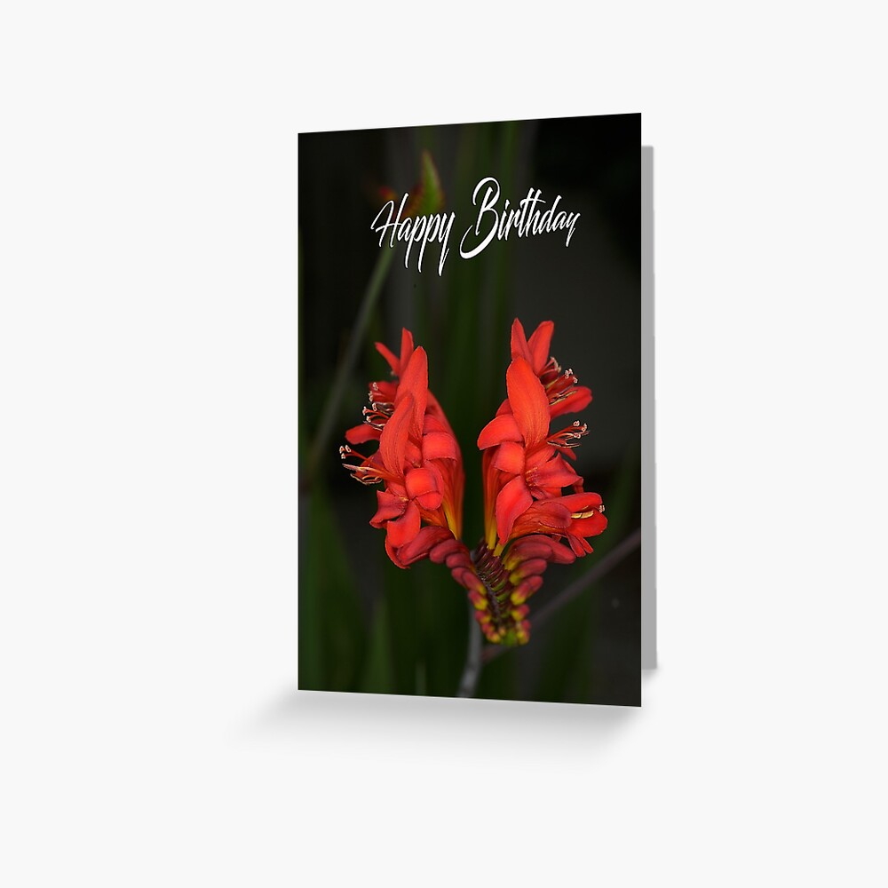"Photographic birthday card of a Ruostekukka Lucifer flower" Greeting ...