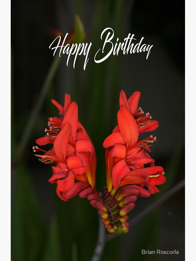"Photographic birthday card of a Ruostekukka Lucifer flower" Sticker ...