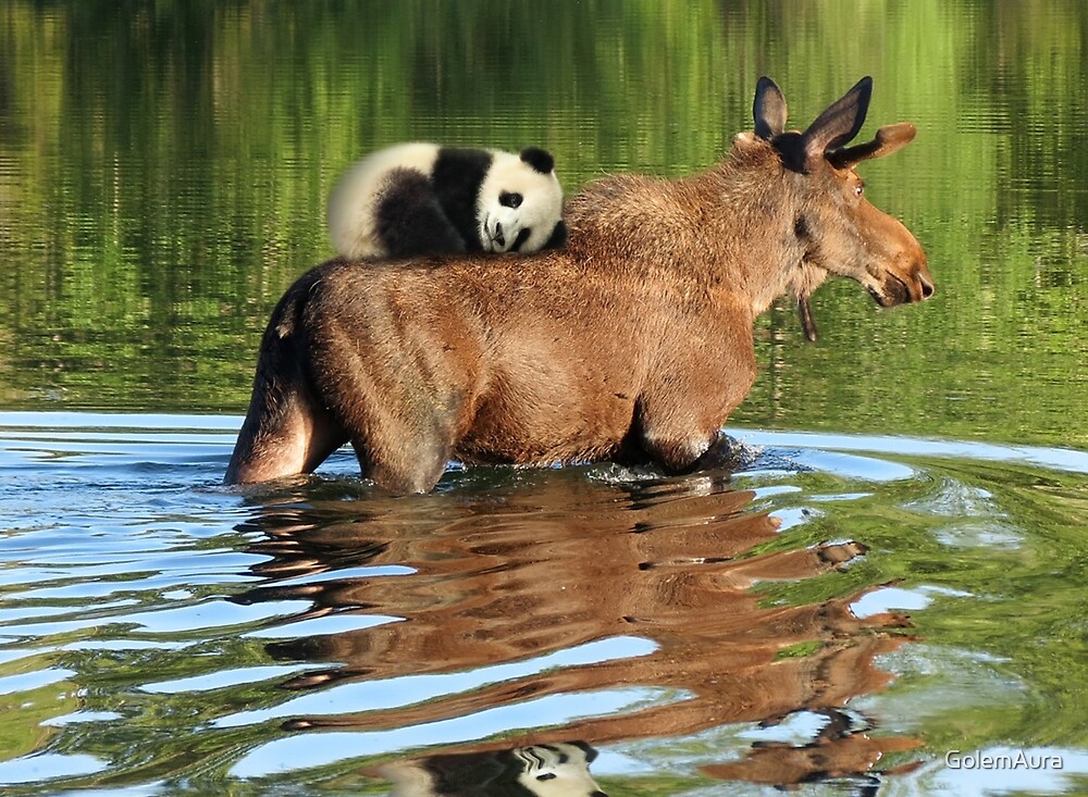 "Taking a Ride on the Panda, err, um, Moose Express" by GolemAura ...