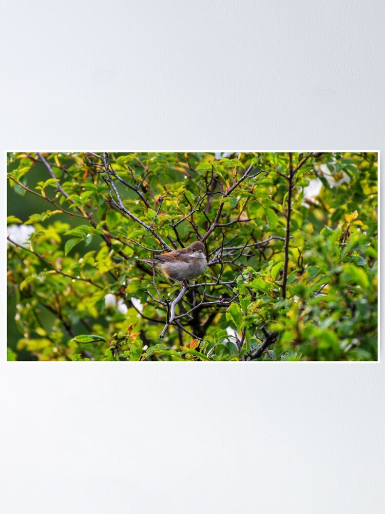 "Common Whitethroat Fledgling " Poster by rwhooster | Redbubble