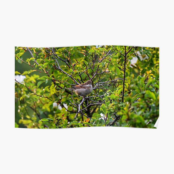 "Common Whitethroat Fledgling " Poster by rwhooster | Redbubble