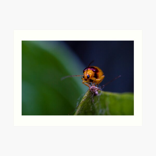 "Red-shouldered Leaf Beetle - Monolepta australis (2)" Art Print by ...