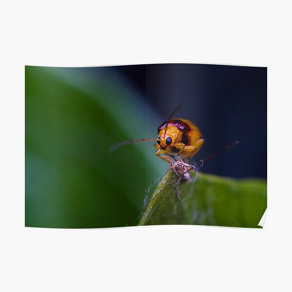 "Red-shouldered Leaf Beetle - Monolepta australis (2)" Poster by Normf ...