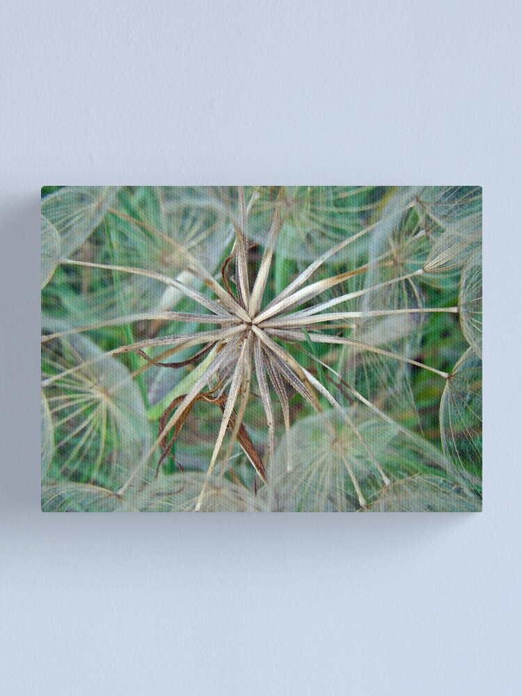 "Yellow Goat's Beard Wildflower Seed Head - Tragopogon dubius" Canvas ...