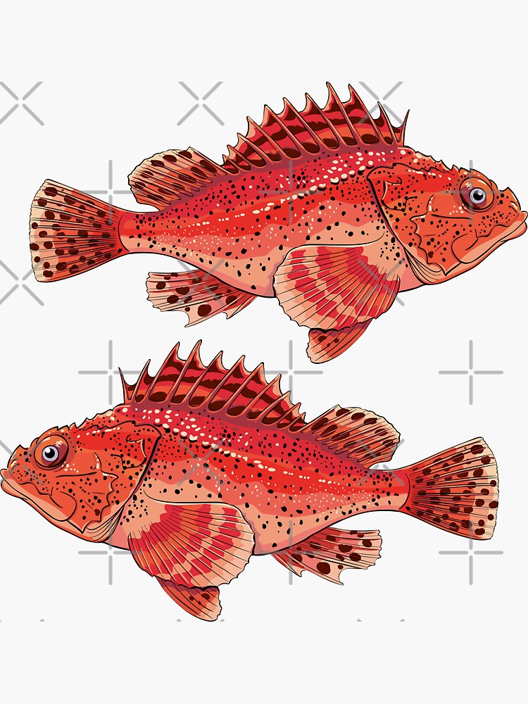 "sea fish grouper red ugly" Sticker for Sale by duxpavlic | Redbubble