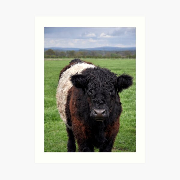 Belted Galloway Art Prints | Redbubble
