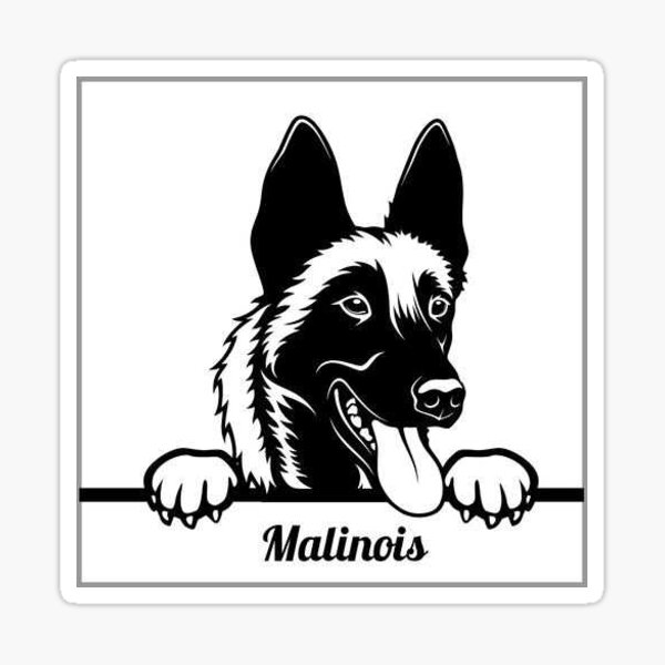 Belgian Malinois Stickers | Redbubble