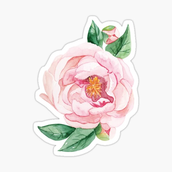 "Watercolor peony" Sticker by anna0711 | Redbubble