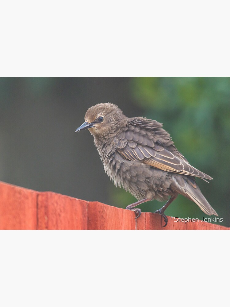 "A fluffed up Starling " Sticker for Sale by Jinxyboy1908 | Redbubble