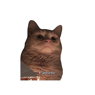 "Cat Pathetic Meme" Sticker for Sale by Chelchop | Redbubble