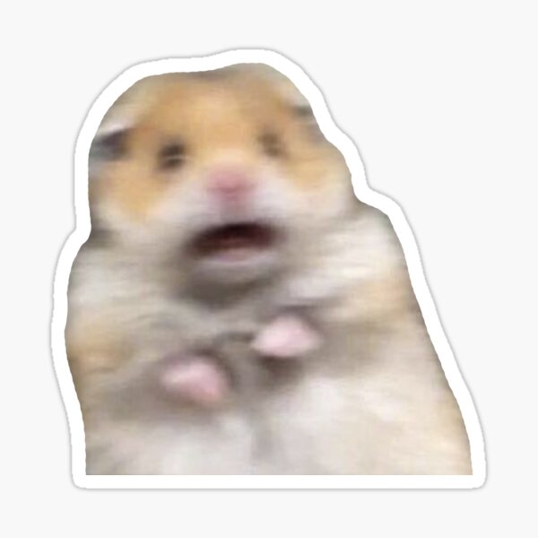"Scared Hamster Meme" Sticker for Sale by Chelchop | Redbubble