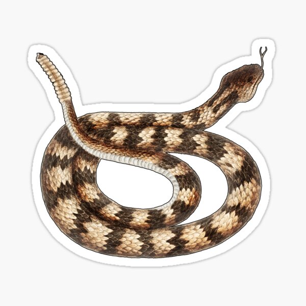 "Rattlesnake" Sticker by darwinsworld | Redbubble
