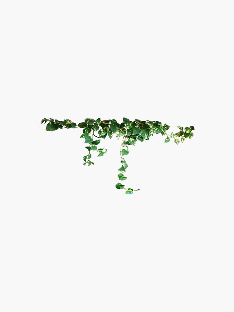 "Hanging vine plant " Sticker for Sale by poppyrawle2101 | Redbubble