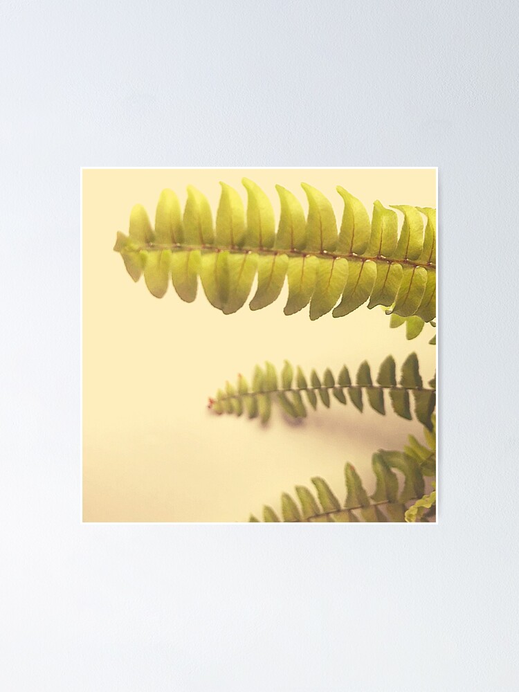 "Fern Love" Poster by sweetree | Redbubble