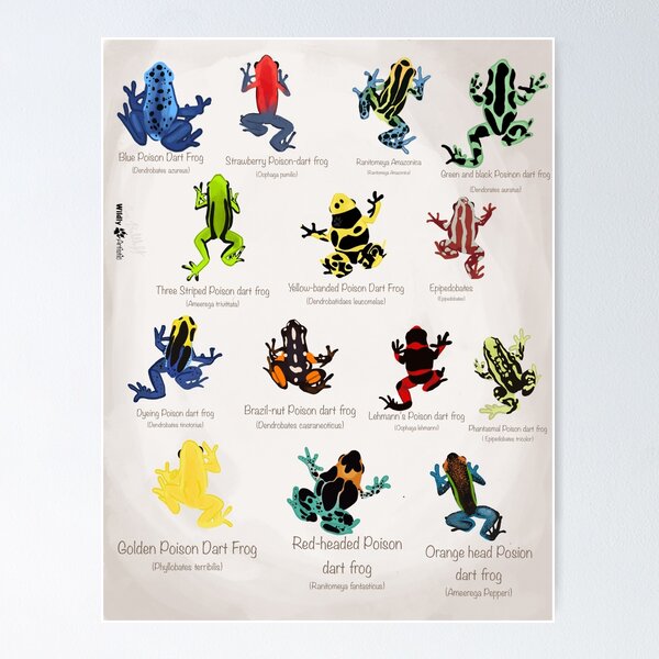"Poison Dart Frog guide" Poster for Sale by WildlyArtistic | Redbubble