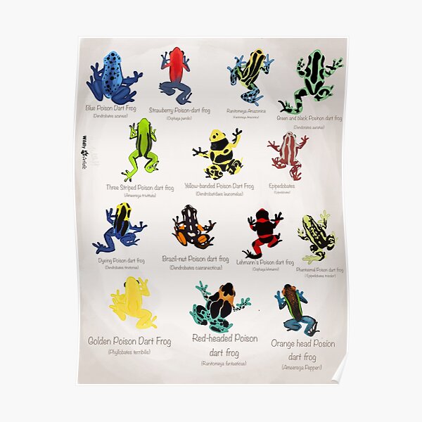 "Poison Dart Frog guide" Poster for Sale by WildlyArtistic | Redbubble