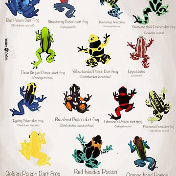 "Poison Dart Frog guide" Poster for Sale by WildlyArtistic | Redbubble