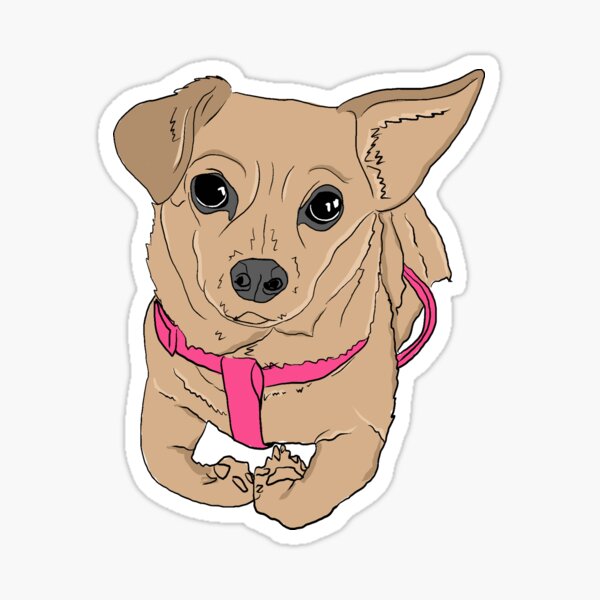 "Chiweenie dog" Sticker for Sale by eveporter3 | Redbubble