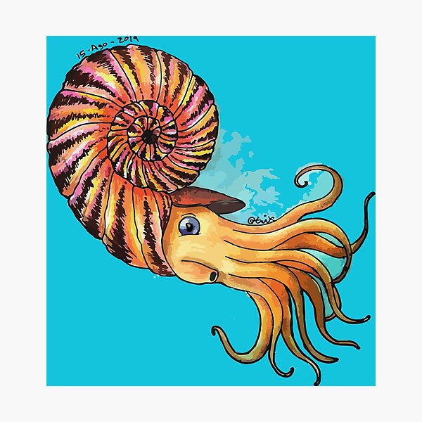 "Cute ammonite" Photographic Print by atrixfromice | Redbubble