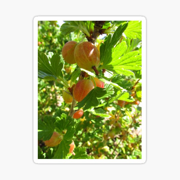 "Sweet Red Gooseberry" Sticker for Sale by GoNatureDesigns | Redbubble