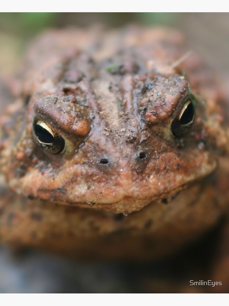 "Toad Face Close Up" Sticker by SmilinEyes | Redbubble