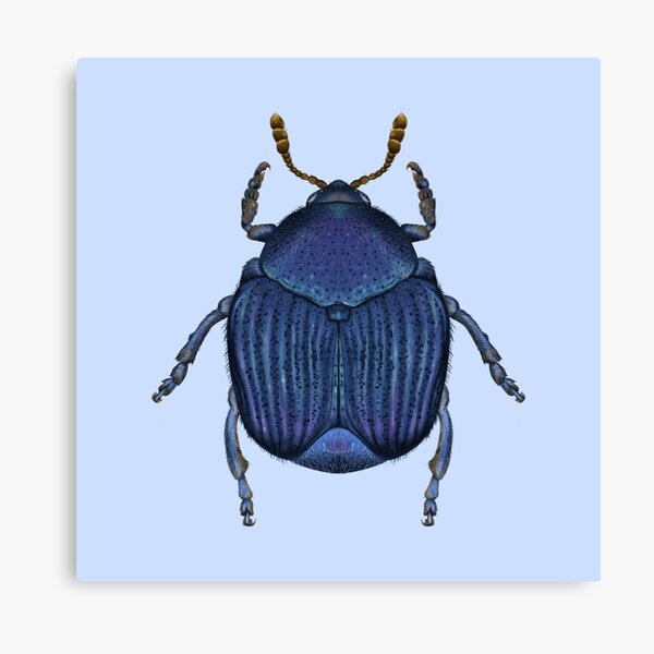 "Thief Weevil Illustration" Canvas Print for Sale by LivCaro | Redbubble