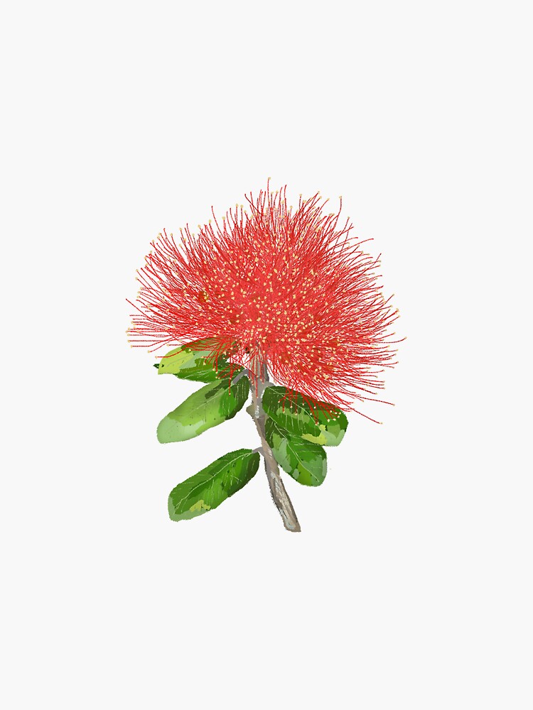 "Pohutukawa Flower" Sticker for Sale by Julia Dayan | Redbubble