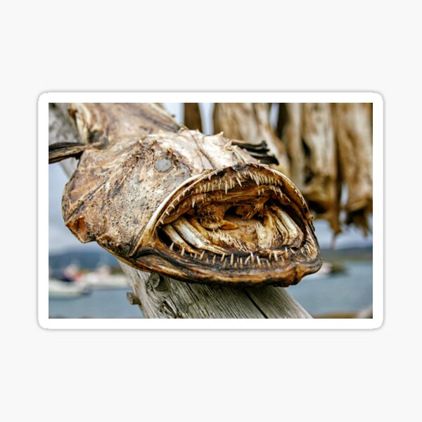 "Dried monkfish or angler fish" Sticker by Photopat | Redbubble