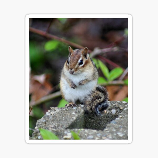 "Cute Chipmunk" Sticker for Sale by SmilinEyes | Redbubble