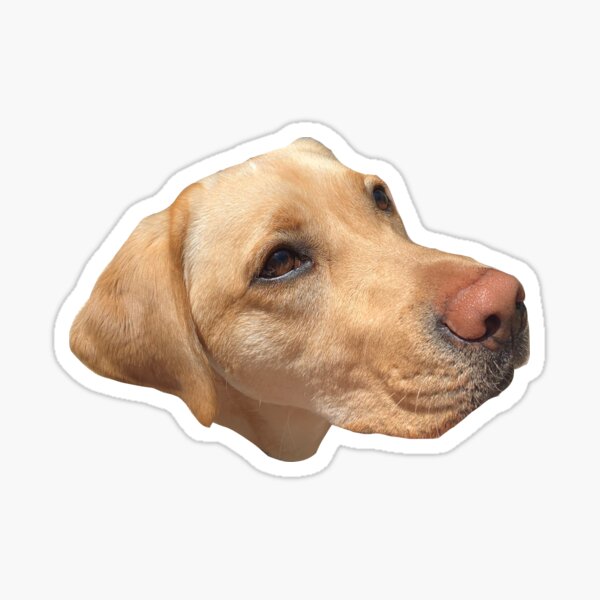 "Boo is Dreamy" Sticker by Deidredeedra | Redbubble