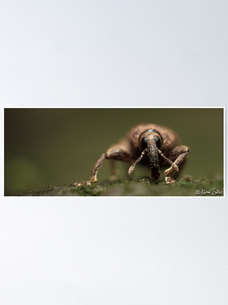 "'A Weevils Swagger'" Poster by kez290 | Redbubble