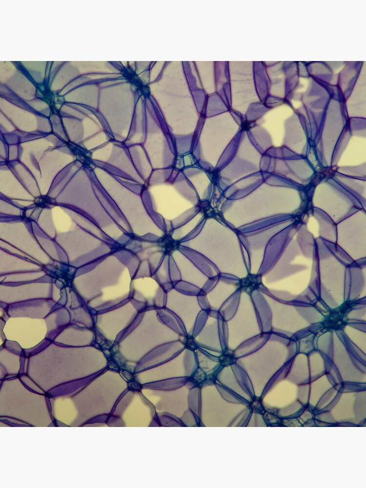 "Rose stem section microscope photo - plant cells" Sticker for Sale by ...