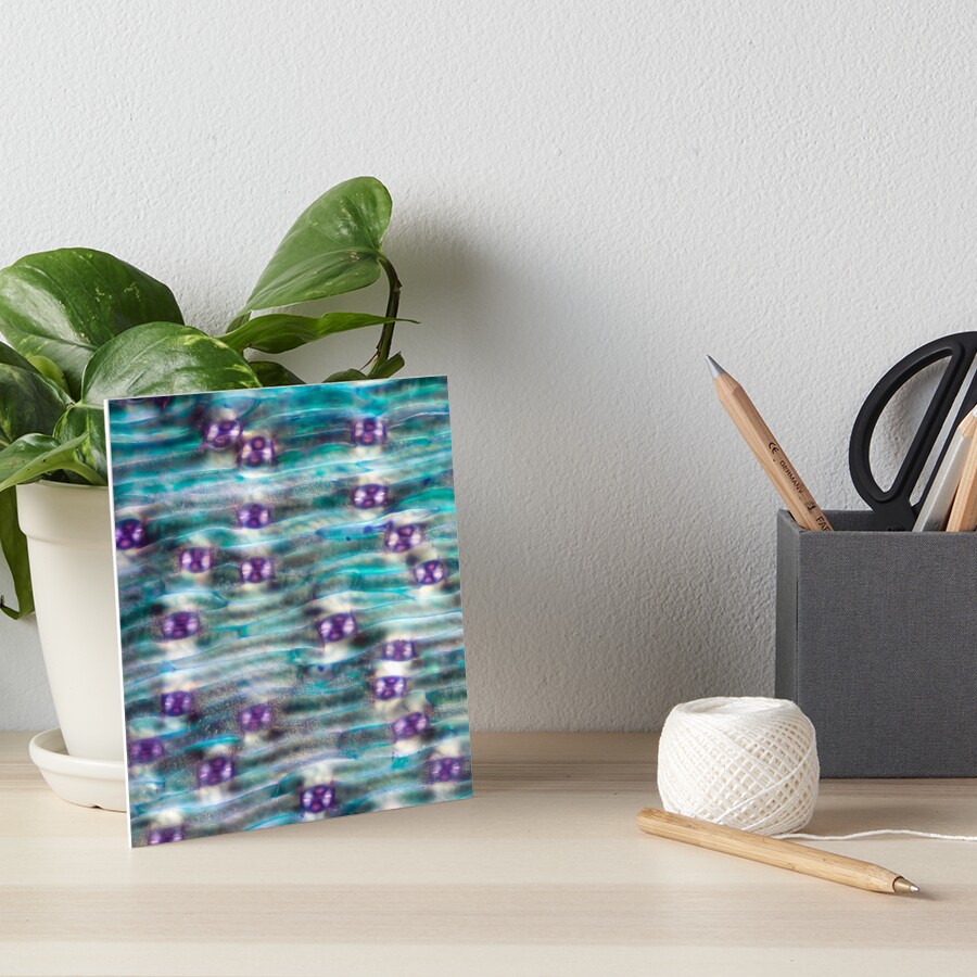 "Lily leaf plant cells microscope photo - lower epidermis" Art Board ...