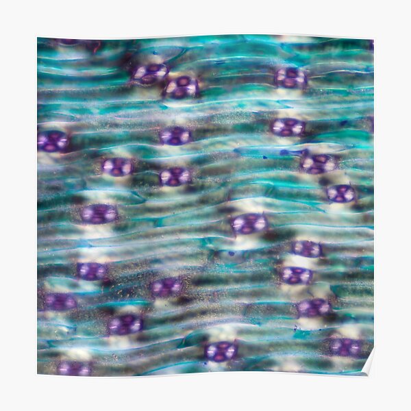 "Lily leaf plant cells microscope photo - lower epidermis" Poster by ...