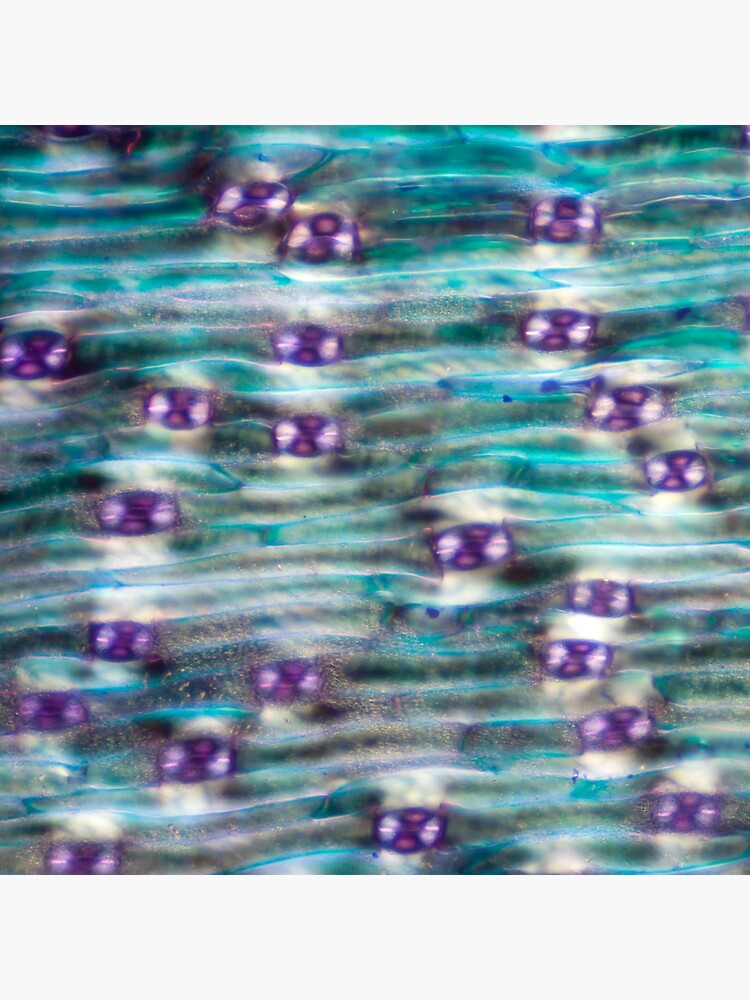 "Lily leaf plant cells microscope photo - lower epidermis" Sticker for ...