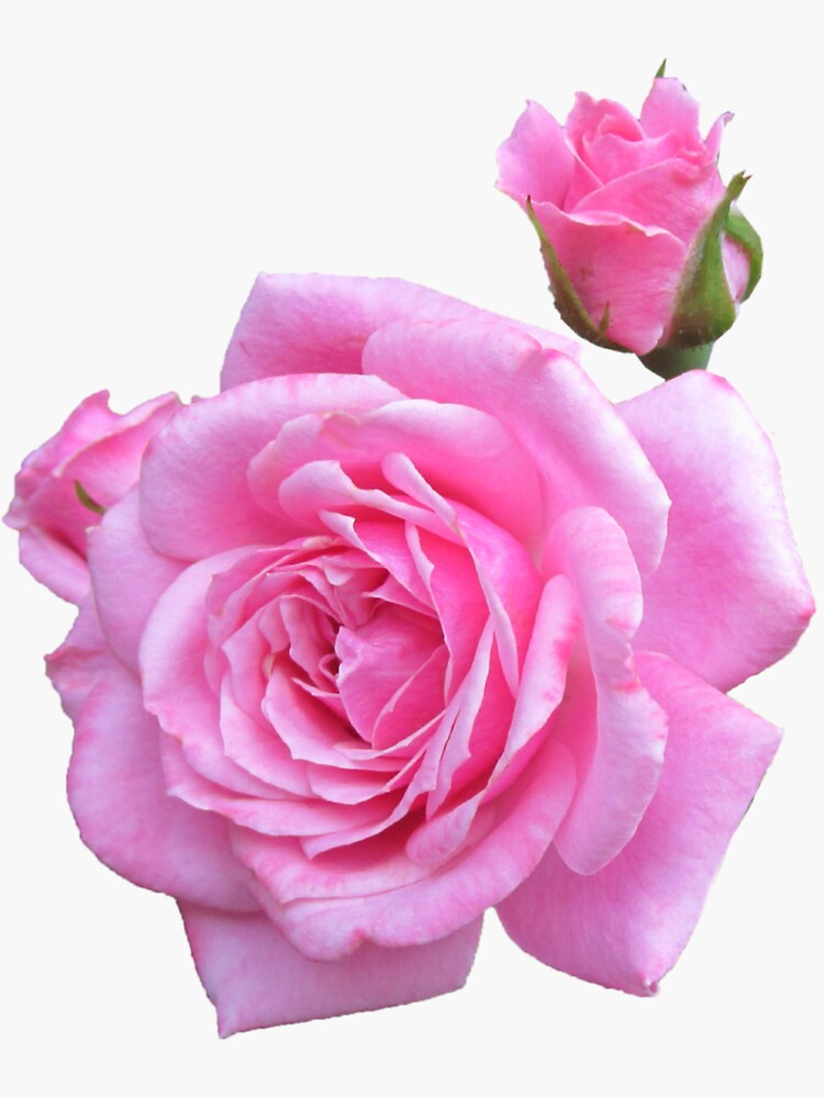 "Pink Rose" Sticker by VisionOne | Redbubble