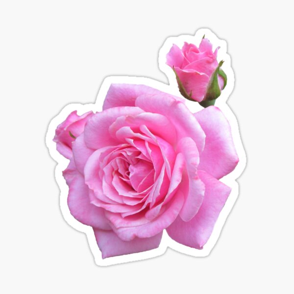 "Pink Rose" Sticker by VisionOne | Redbubble