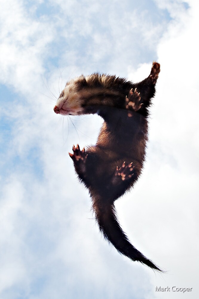"Flying Ferret" by Mark Cooper | Redbubble