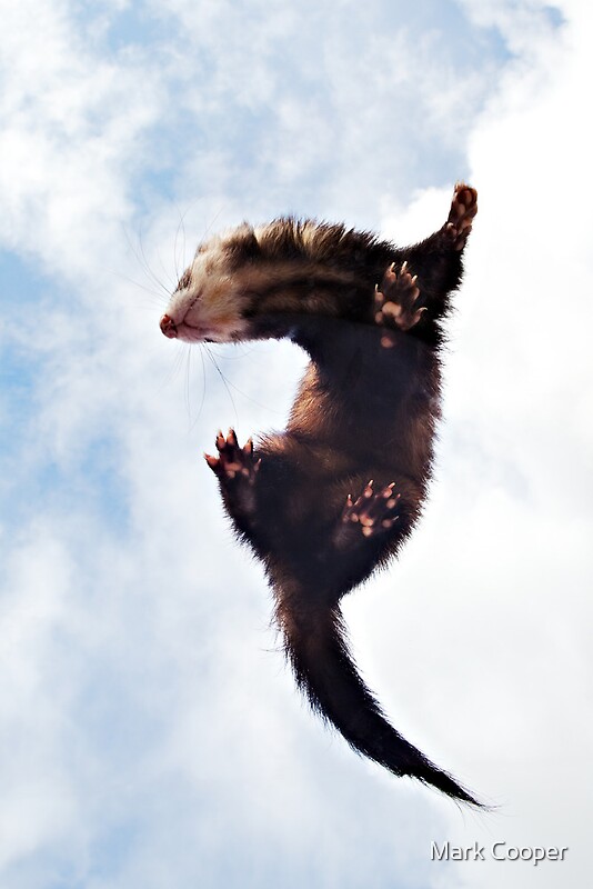 "Flying Ferret" by Mark Cooper | Redbubble