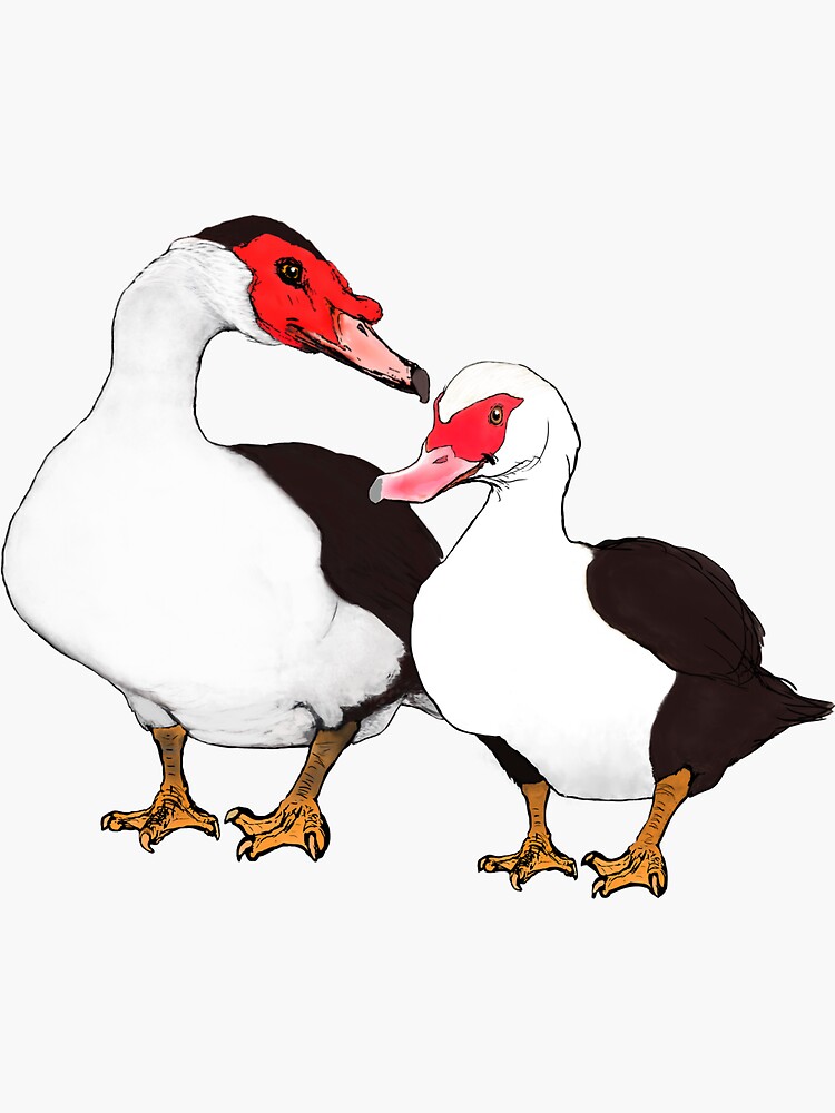 "A pair of Muscovy Ducks" Sticker by NinGaui | Redbubble