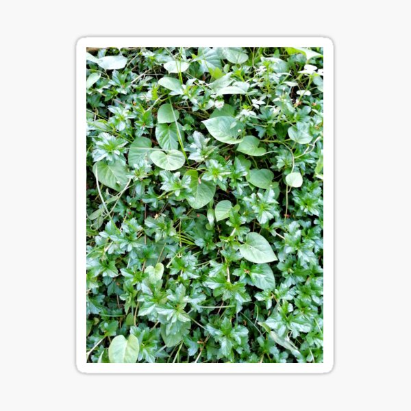 "Natural green plants and bushes, leaves texture and background ...