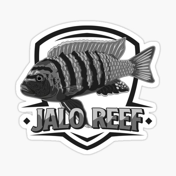 "Jalo Reef Mbuna Cichlid Lake Malawi Cynotilapia afra Aquarium Fish ...