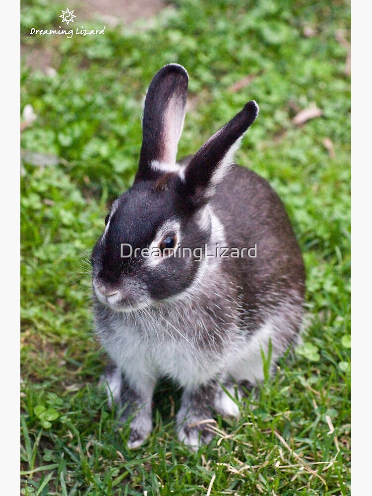 "Cute Silver Marten Rabbit " Poster by DreamingLizard | Redbubble