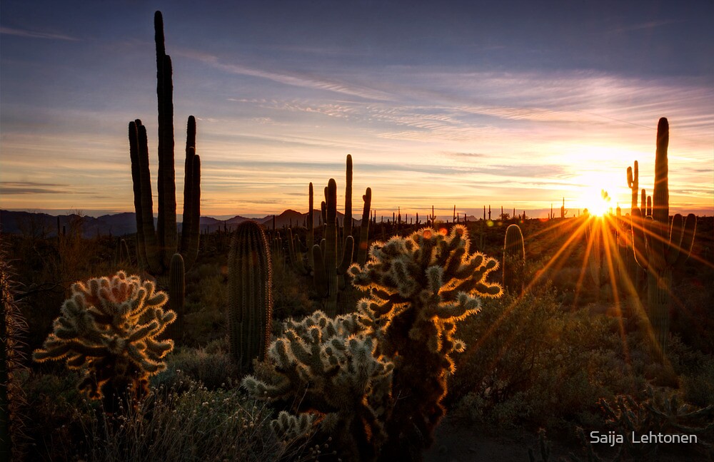 "Cactus Sunset " by Saija Lehtonen | Redbubble