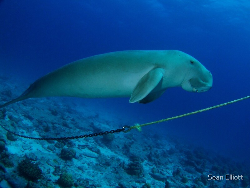 "Dugong, Cocos Island, Indian Ocean, Australia" by Sean Elliott | Redbubble