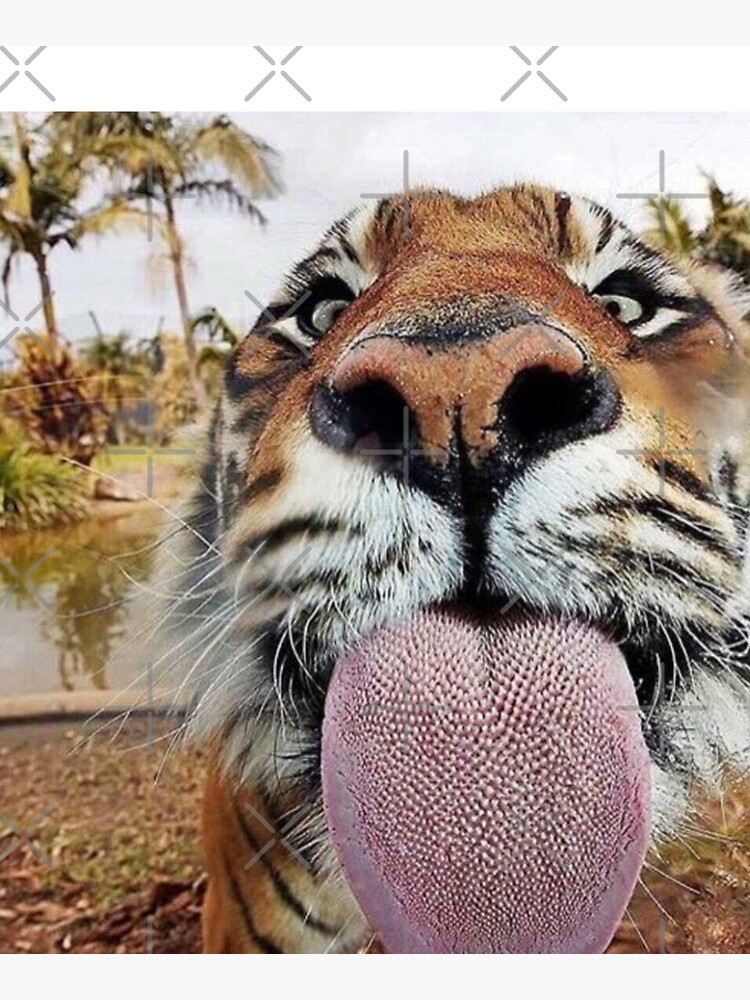 "Tiger tongue, Big Cats tongue filiform papillae face mask hook spiny ...
