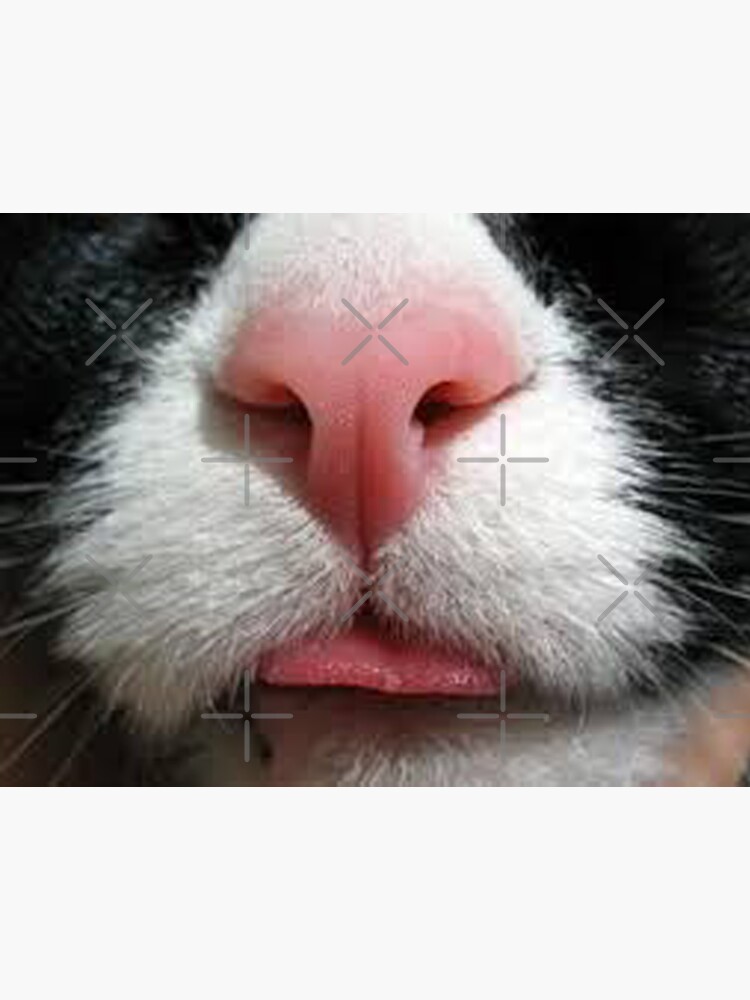 "Cats tongue filiform papillae face mask hook spiny cats mouth barbs ...